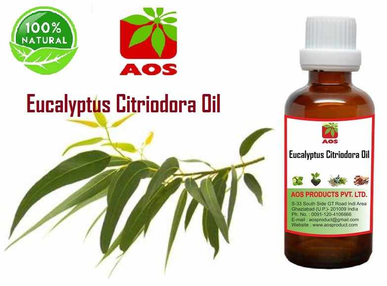5 Exellent Uses and benefits Eucalyptus Citriodora Oil - Manufacturers