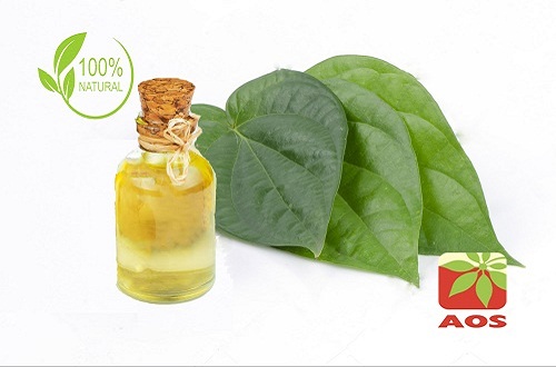 Betel Leaf Oil - Uses, Benefits and Properties of Betel Leaf Oil