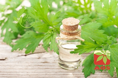Armoise Oil - Uses, Benefits and Properties | Mugwort Oil