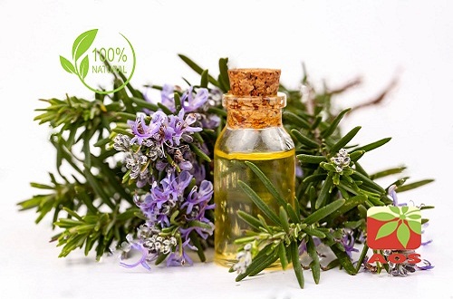 Rosemary Oil - Uses, Benefits and Precautions of Natural Oil